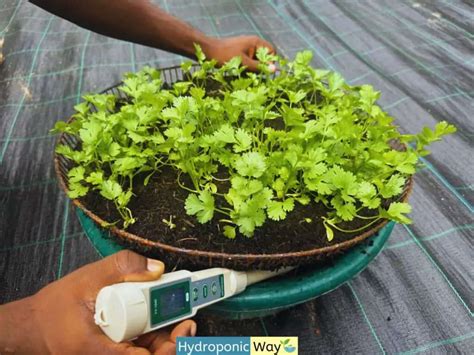 Why Your Ph Meter Is Giving You Incorrect Readings And How To Troubleshoot Them