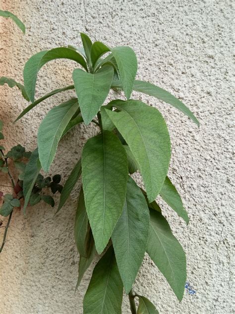 Sambong Plant