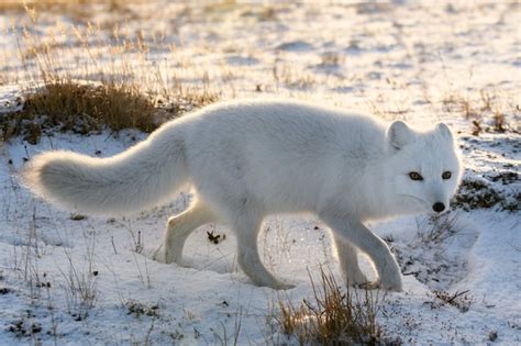 Lis Polarny Vulpes Lagopus Zim W Syberyjskiej Tundrze Zdj Cie Premium