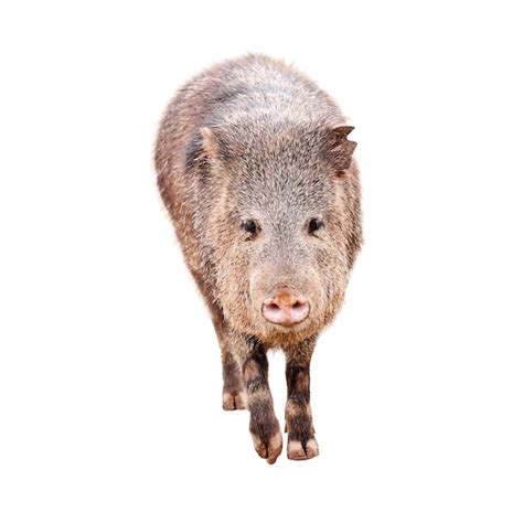 Fotos De Pecari 60 Fotos De Stock Gratuitas De Gran Calidad