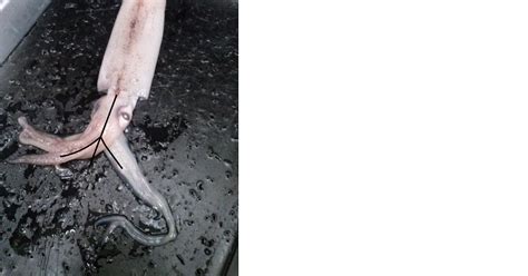Bio 11 Squid Dissection