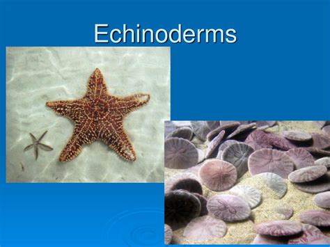 Echinoderms Ppt Download