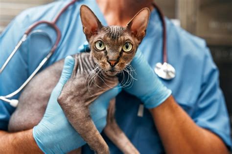 Understanding Feline Herpesvirus Type I Symptoms Treatment And