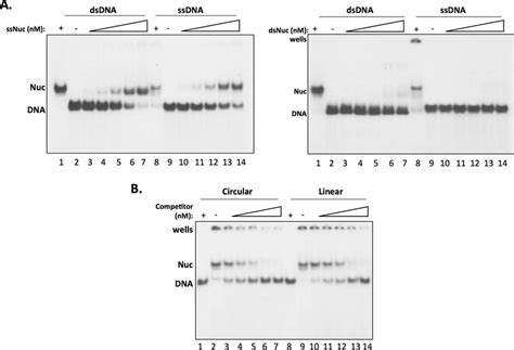 Single Strand Nucleosomes Transfer Histone Octamers Between Dna