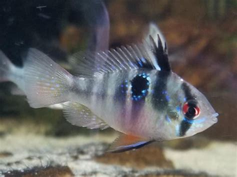 Blue Ram Sex R Aquariums
