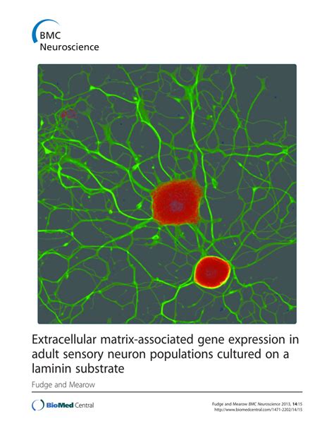 Pdf Extracellular Matrix Associated Gene Expression In Adult Sensory