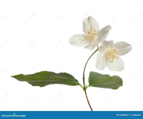 Jasmin Stockbild Bild Von Schön Betrieb Vitalität 23980121
