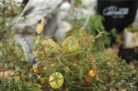 Planta De Tomate Hojas Se Marchitan Y Se Secan