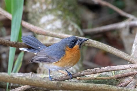 Young Spectacled Monarch Symposiachrus Trivirgatus Flickr