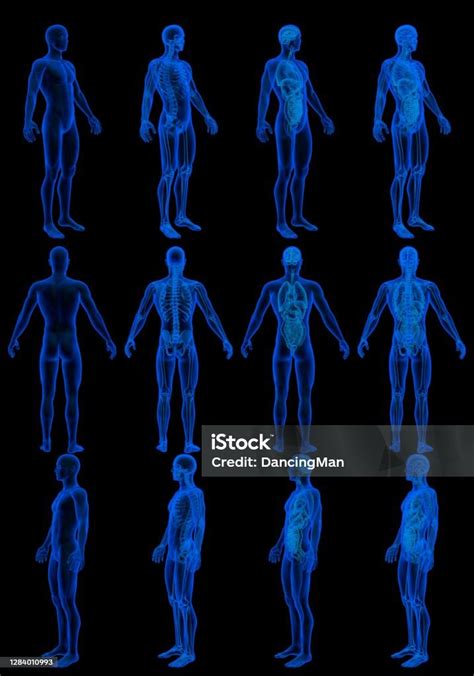 12 개의 높은 상세한 홀로그램 엑스레이는 1 개의 이미지 골격과 장기가있는 사람의 몸 해부학 연구 개념 검은 색으로 격리 된 Cg 의료 3d 일러스트레이션으로 렌더링됩니다