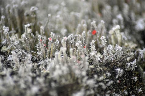 Ground Frost Ice Free Photo On Pixabay Pixabay