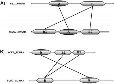 Examples Of Domain Swaps Containing Domain Duplications A Domain B Download Scientific