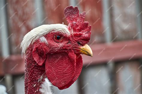 Premium Photo Featherless Chicken Red Head Rural
