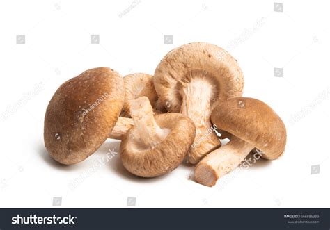 Shiitake Mushrooms Isolated Over 15 111 Royalty Free Licensable Stock