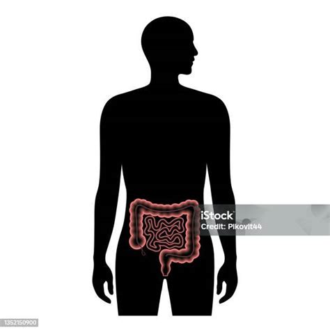Anatomie Des Menschlichen Darms Stock Vektor Art Und Mehr Bilder Von