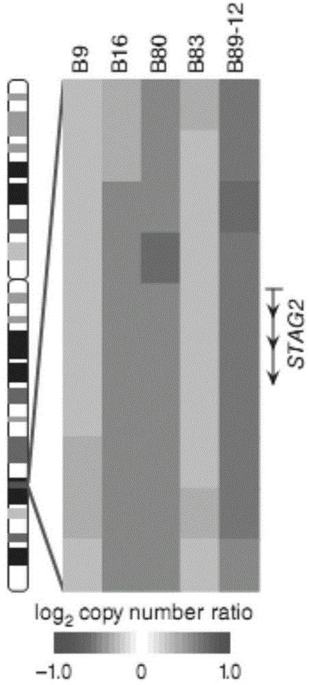 Stag2 Gene Mutant Sequence And Detection Method Thereof As Well As Use Of Stag2 Gene Mutation In