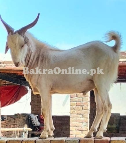 Bakra For Qurbani 2023 Cheap Sale Price 2025