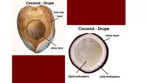 Types Of Fruit Simple Aggregate Multiple Pptx