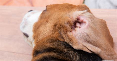 Oorontsteking Bij De Hond Herkennen En Behandelen