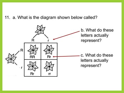 Genetics Mendelppt