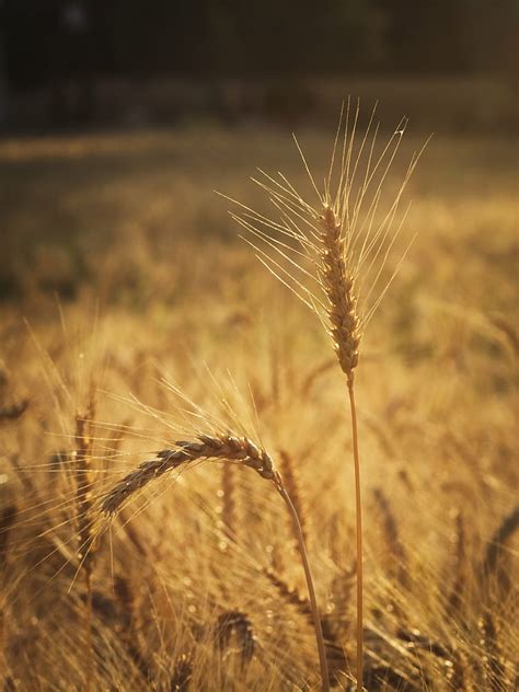 Hd Wallpaper Macro Photography Of Brown Grasses Endless Wheat Fields