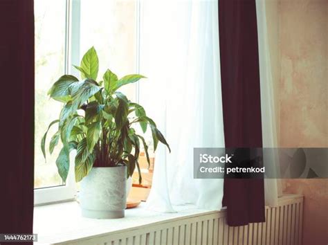 식물 관리 녹색 관엽 식물 Spathiphyllum 또는 평화 백합 우더 창문 햇빛 스파티필럼에 대한 스톡 사진 및 기타 이미지