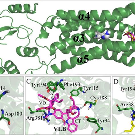 Main Binding Interactions At The Dopaminergic Receptor D 2 A Pose