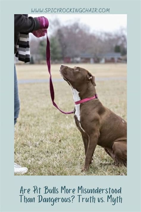 Are Pit Bulls More Misunderstood Than Dangerous Truth Vs Myth Video