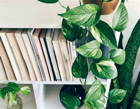 Further Reading Creating Compassion With Dr Amanda Super