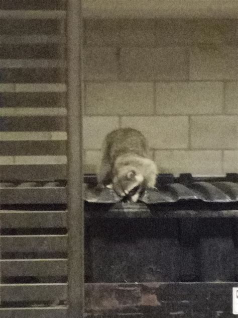 Raccoon Rule R196