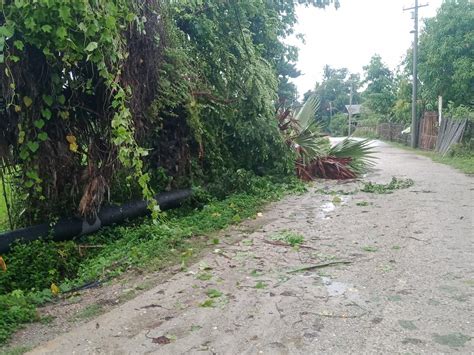 စလင်းမြို့နယ်တွင် မိုးသည်းထန်စွာရွာသွန်းမှုကြောင့် ထန်းပင်ခေါင်းပိုင်းပြတ်ကျ၍ လျှပ်စစ်မီးကြိုးမ