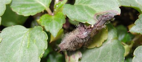 Botrytis Blight Control Botrytis Blight Information