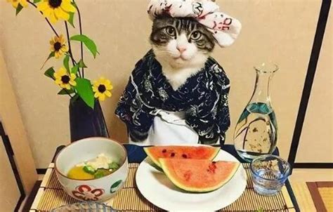 猫咪除了吃猫粮还吃什么补充营养 宠物网