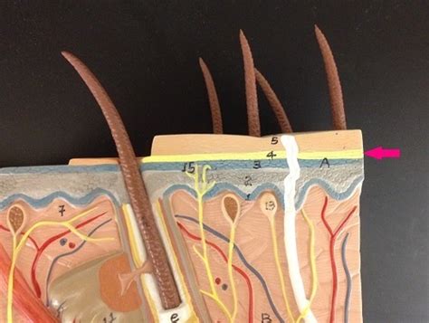 Chapter 5 Lab Flashcards Quizlet