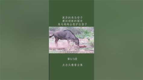 离异的角马母子 遭到胡狼的围攻 角马妈妈全程护住孩子 万物皆有灵性 动物世界看人生百态 胡狼 角马 Youtube