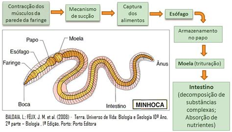 Como As Minhocas Se Reproduzem Mundo Ecologia