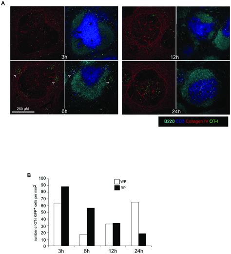 L M Specific Memory Cd8 T Cells Transiently Form Clusters In The Red Download Scientific
