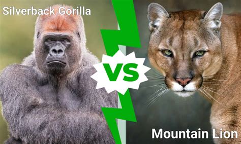 Gorilla Vs Human Strength Ultimate Silverback Vs Pitbull Thread