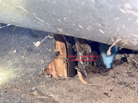 The Risks Of Diy Rat Removal From Your Attic And The Importance Of