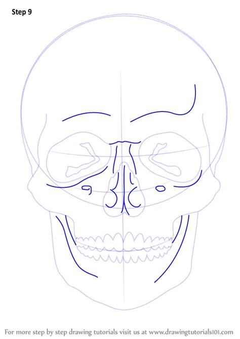 Learn How To Draw A Skull Skulls Step By Step Drawing Tutorials