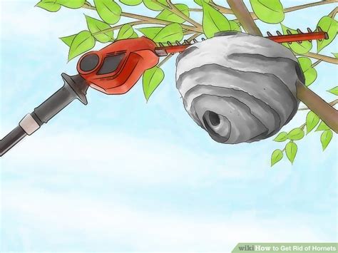 7 Ways To Get Rid Of Hornets Wikihow