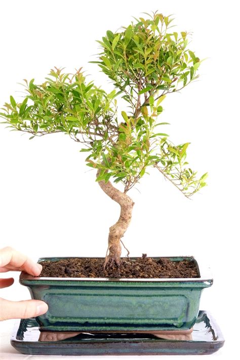 Uniquely Styled Flowering And Fruiting Roseapplemyrtle Indoor Bonsai Uk