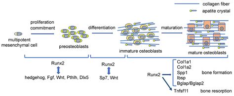 Whole Aspect Of Runx2 Functions In Skeletal Development