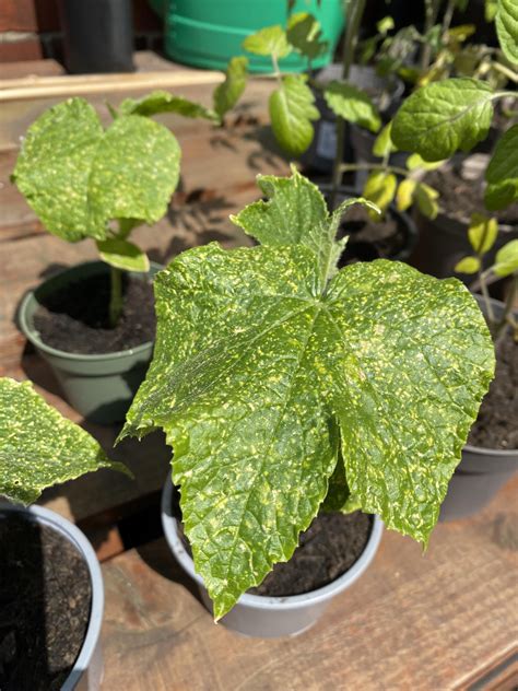 Cucumber Issue Rvegetablegardening