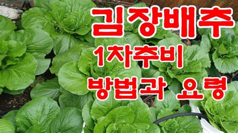 김장배추 1차비료 주는방법 Youtube