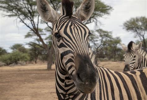 Wild African Life Namibian Zebra Standing In The Middle Of The
