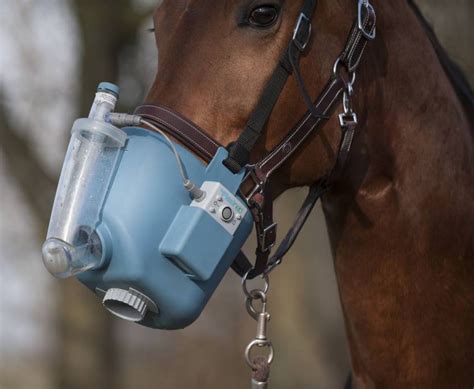 Service Fachtierärztliche Praxis Für Pferde