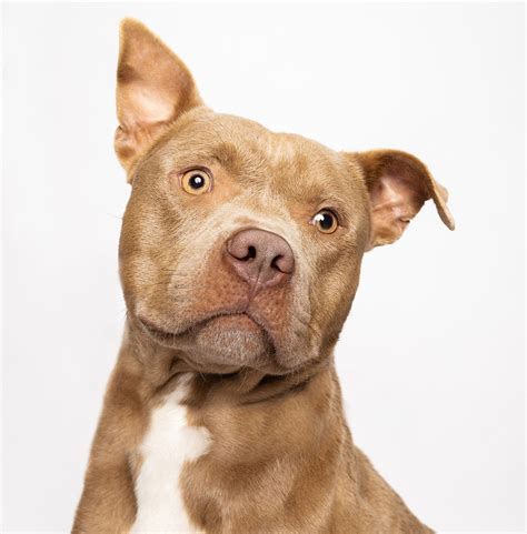 Hsnt The 3 3 3 Rule A Pawsitively Perfect Guide To Bringing Home