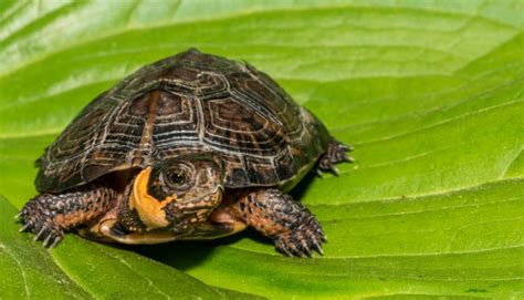 Bog Turtle Muhlenbergs Turtle [video] All Turtles