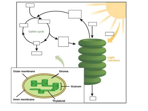 The Calvin Cycle Diagram Diagram Quizlet